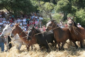 To παραδοσιακό αλώνισμα αναβιώνει στο Βαλτεσινίκο Αρκαδίας - Travelling ...